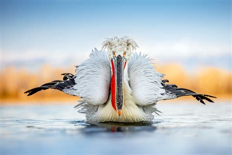Rewilding Efforts Lay Foundations For Dalmatian Pelican Comeback In