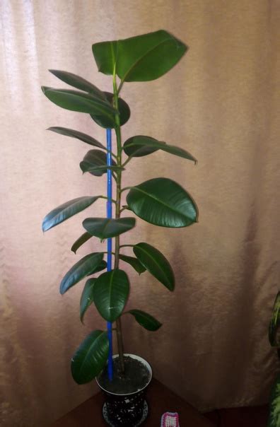 Продам комнатные растения Шефлера 800р дифенбахия 800р фикус 600р Черепаново купи продай