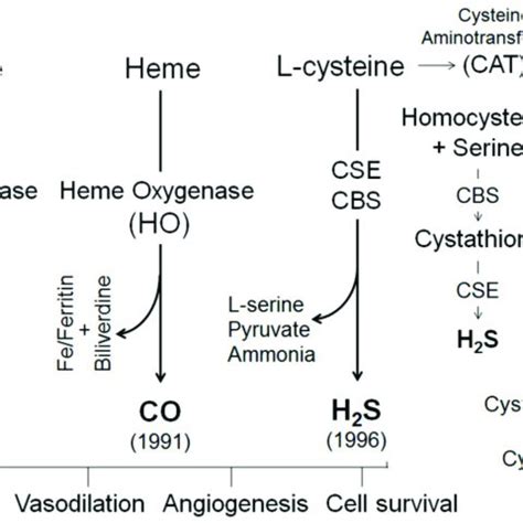H2S Activation Of Large Conductance Ca 2 Activated Voltage Dependent Download Scientific