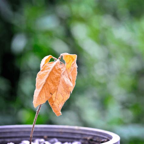 The Battle Against Plant Nutrient Deficiencies A Comprehensive Guide