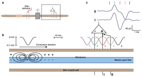 Electrode Geometry — Neurophysiology Lab