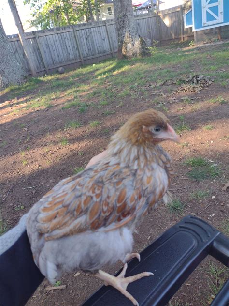 Do These Look Like Pullets Or Cockerels 2 Months Rbackyardchickens