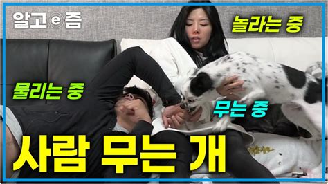 그 누구도 말릴 수 없는 사람 무는 개 가만히 있다가도 한순간 돌변해 물어버리는 강아지의 사연│세상에 나쁜 개는 없다│알고e즘 Youtube