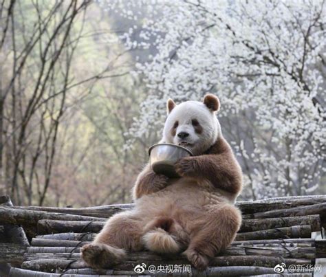 熊猫界唯一有 彩色照片”的七仔春日写真集新闻中心中国网