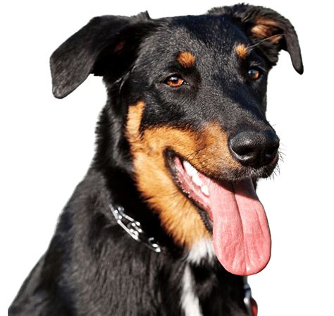 Beauceron Hondenras Dit Moet Je Er Allemaal Over Weten Beauceron Wereld