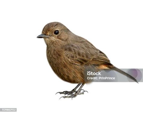 흰색 배경에 고립 된 발가락 꼬리와 부리에 머리에서 푹신한 깃털 세부 묘사와 아름 다운 통 통한 갈색 새 여성 피에 Saxicola 타 라 타 갈색에 대한 스톡 사진 및