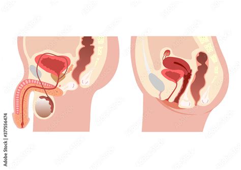 Male And Female Reproductive System Median Section Anatomy Of The