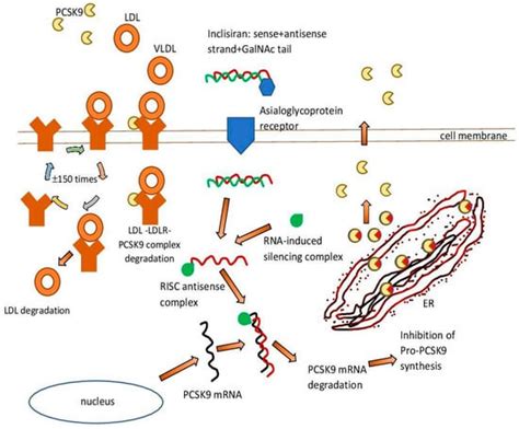 Inclisiran—safety And Effectiveness Of Small Interfering Rna In Inhibition Of Pcsk 9