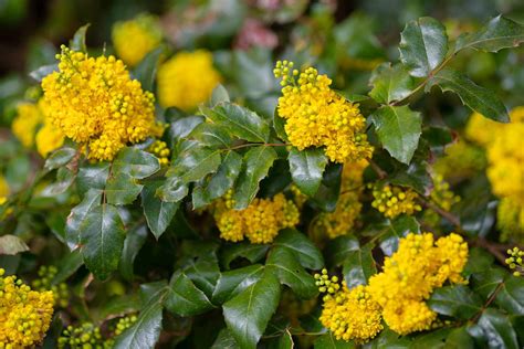How To Grow And Care For Mahonia