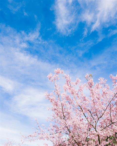 Безкоштовне стокове фото Prunus Serrulata барвистий безтурботний блакитне небо ботанічний