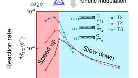 173 Kinetics Of Toehold Mediated Dna Strand Displacement Depends On