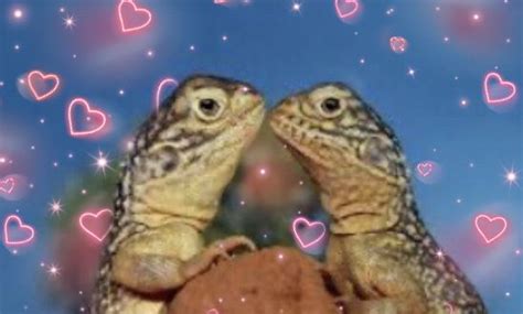 Lizards Kissing On Rock With Hearts Background