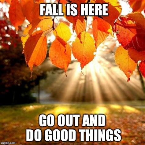 Fall Leaves Memes And S Imgflip