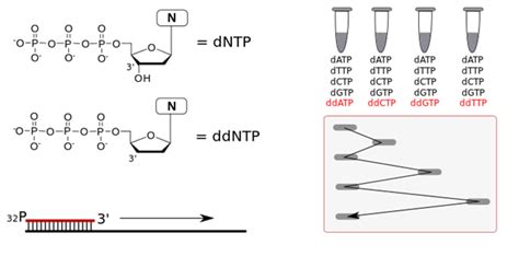 Why Is Pcr Used In The Process Of Dna Sequencing Pediaa Com