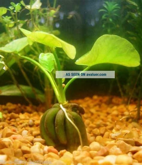 2x Nymphoides Aquatica Banana Lily Plant Rare Live Freshwater Plant