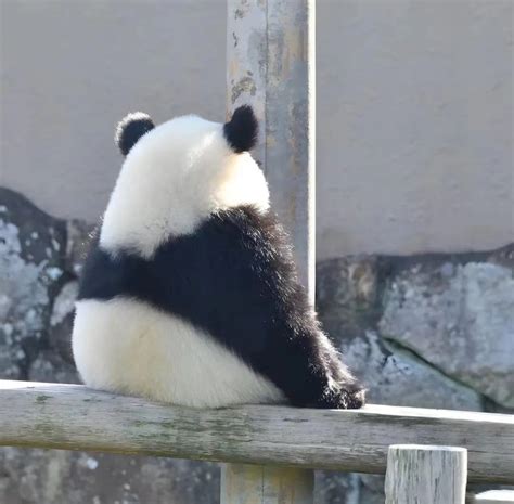 大熊猫 高清图片堆糖美图壁纸兴趣社区