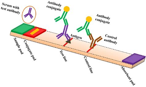 Pdf An Immunochromatographic Lateral Flow Strip Test For The Rapid My