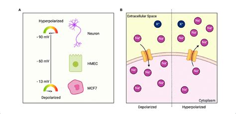 A Polarization Of Cells Based On Cell Type Excitable Cell Such As