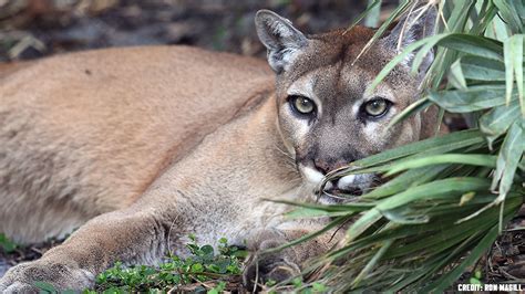 Save The Panther Florida Panthers