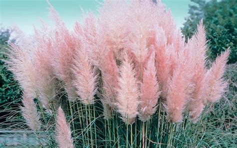Buy Pink Pampas Grass 3 Gallon Perennial Grasses Buy Plants Online