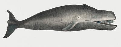 Bowhead Whale Whale Original Antique Ocean Ma Free Public Domain