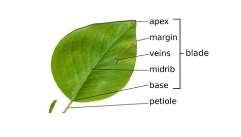 Plant Bio Midterm 2 Flashcards Quizlet
