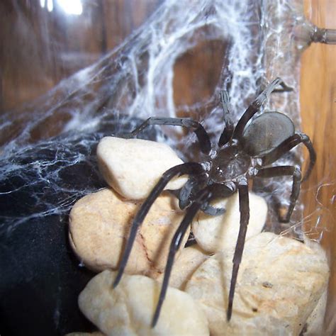Southern House Spider Kukulcania Hibernalis Bugguidenet
