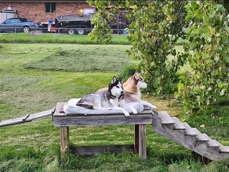 Diy Outdoor Dog Platform Rdiy