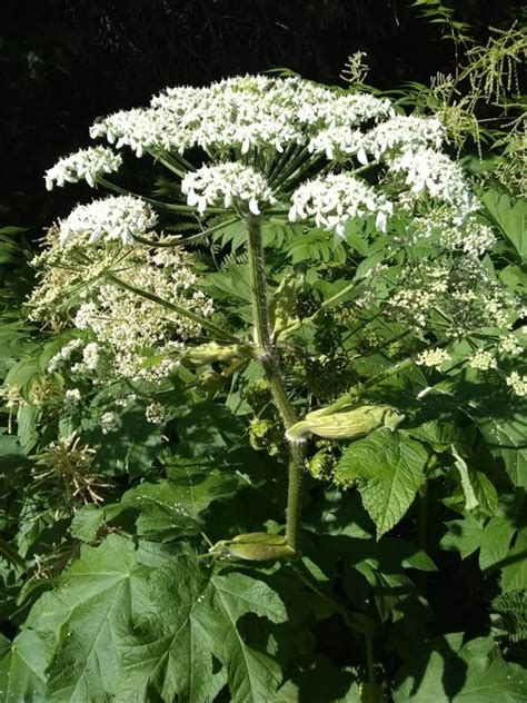 How To Take Care Of A Cow Parsnip Burn Alaska Herbal Solutions