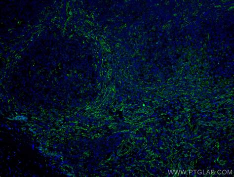 Cd63 Antibody 67605 1 Ig Proteintech