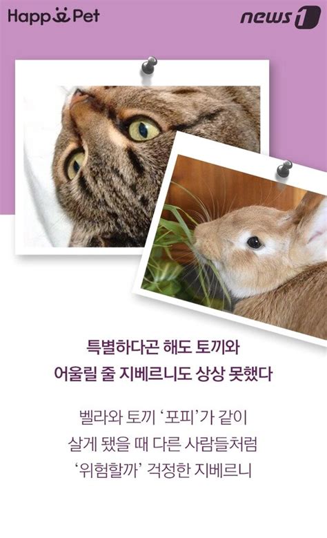 펫카드 고양이와 토끼의 귀여운 우정 뉴스1