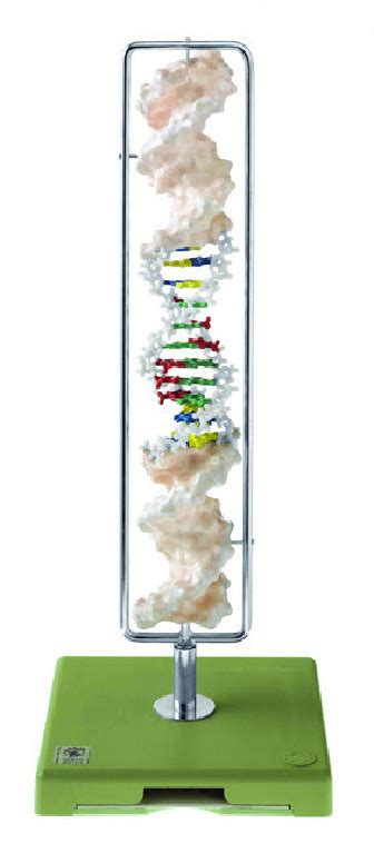 Somso® Dna Double Helix Model Molecular Biology Models