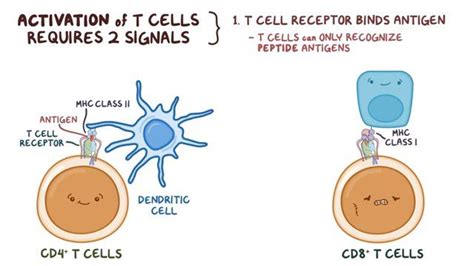 Helper T Cells Diagram