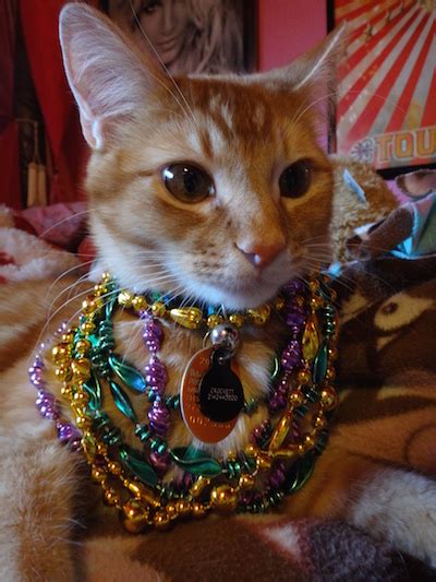 Lone Star Cats Happy Mardi Gras