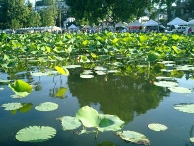 The 33rd Lotus Festival Returns To Echo Park Lake Next Weekend Echo