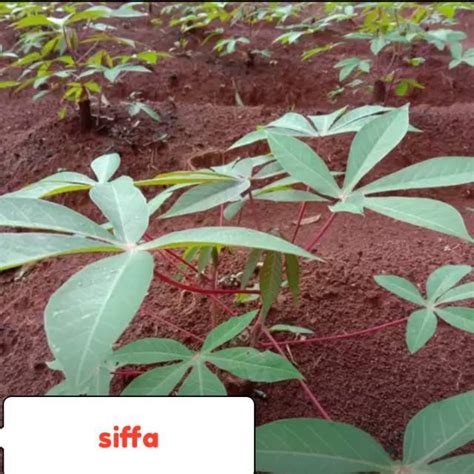 Batang Singkong Sudah Merintis Lazada Indonesia