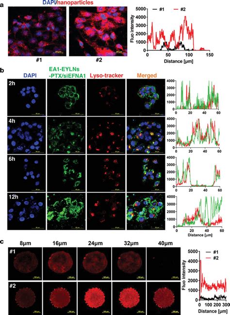 Development Of A Specific Aptamer‐modified Nano‐system To Treat Esophageal Squamous Cell