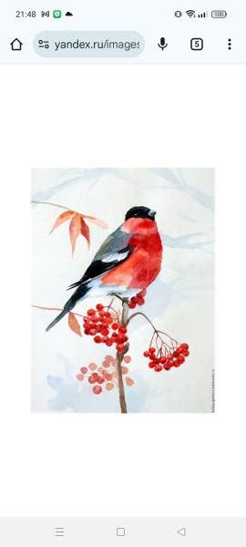 Как откатить версию Ios на Айфоне к предыдущей