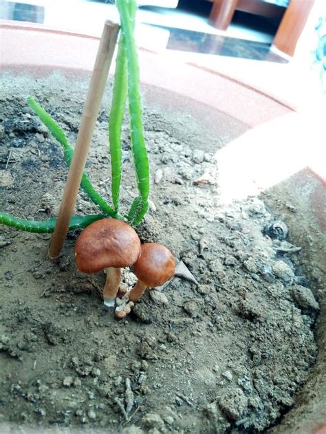 花盆裏長出來一對蘑菇 能吃嗎 每日頭條