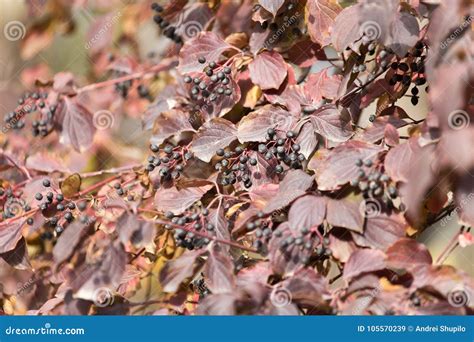 Black Berries On A Tree In Autumn Stock Image Image Of Natural Tree