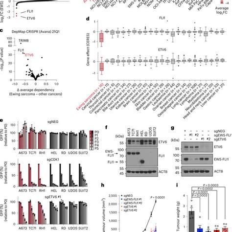 Etv6 Knockout In Ewing Sarcoma Drives Mesenchymal Differentiation A Download Scientific