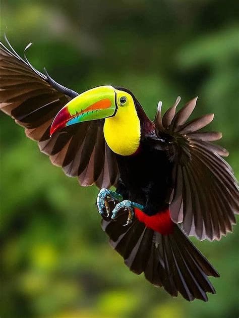 Keel Billed Toucan Flying