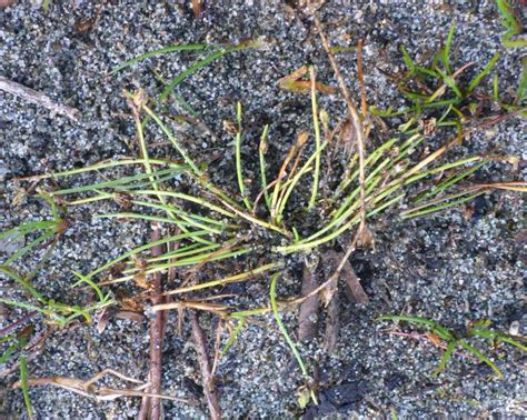 Isolepis Setacea Burke Herbarium Image Collection