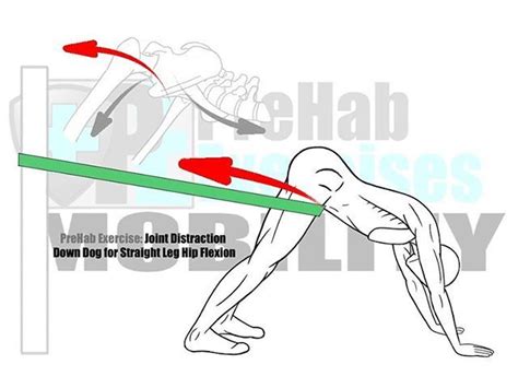 List Of Common Compensation Patterns And Movement Dysfunctions Artofit