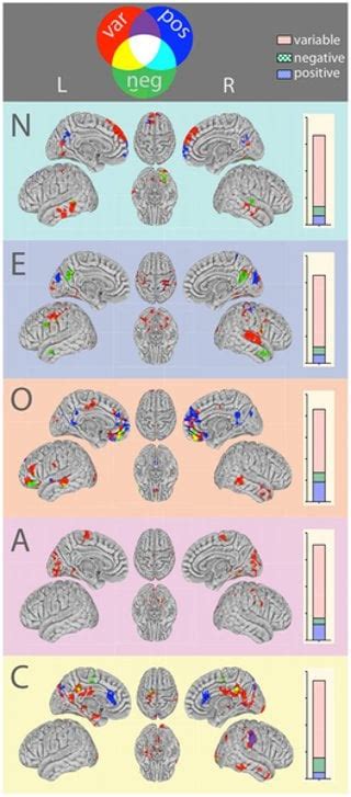 Ysk That Personality Is Reflected In The Brains Intrinsic Functional