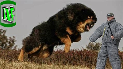 5 ყველაზე რთულად გასაწვრთნელი ძაღლის ჯიში Youtube