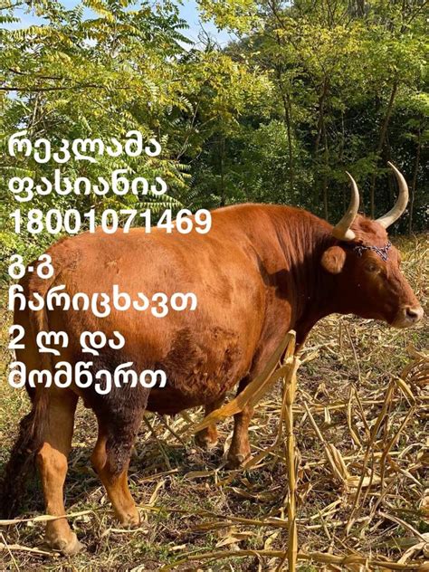 საქონლის ყიდვა გაყიდვა Facebook