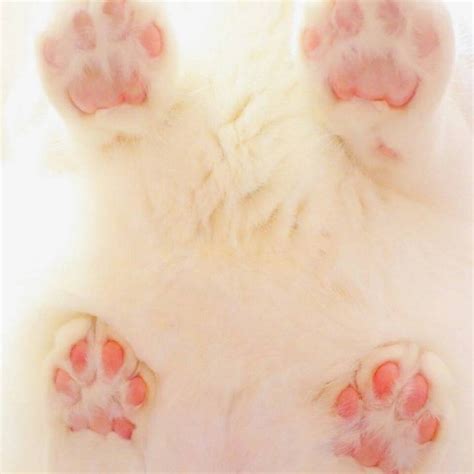 애니멀플래닛 미끄럼 방지 핑크 젤리 발바닥 ️ ️ 📷 Reddit