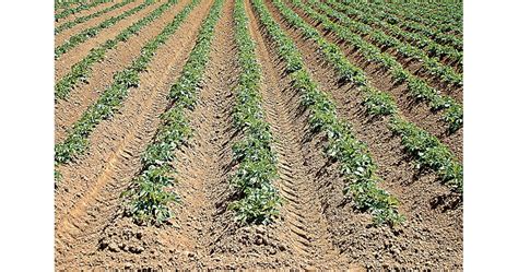 Магнезият е изключително важен хранителен елемент за растенията Български Фермер