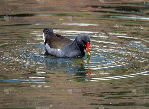 成年雌红松鸡喂养